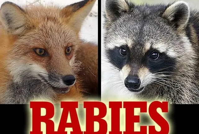 Nigeria recorded 53 rabies cases, 17 deaths out of 232 bites in 21 ... Nigeria recorded 53 rabies cases, 17 deaths out of 232 bites in 21 ...